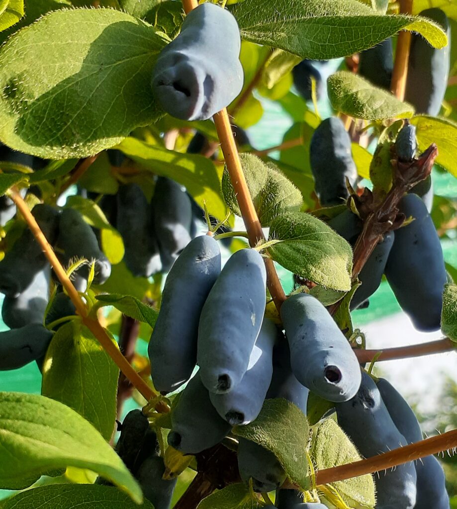 Haskap | Lanaudiere (Quebec) | Jardin de Camerise